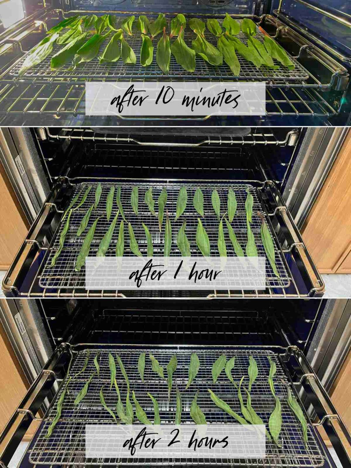 Ramp Salt - Proportional Plate